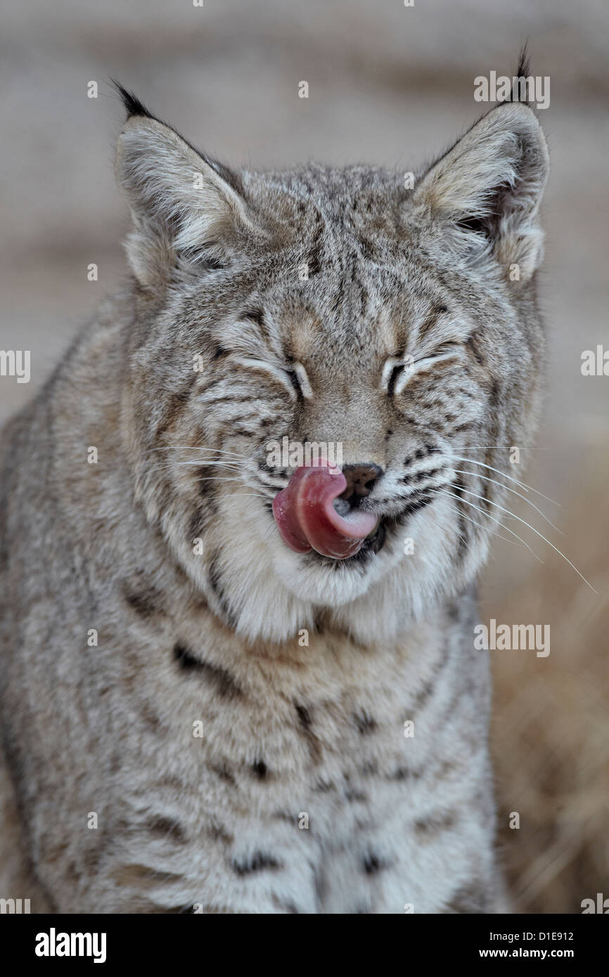 Bobcat (Lynx rufus) with its tongue out, Living Desert Zoo And Gardens ...