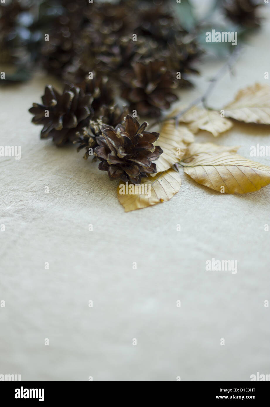 Pinecones fallen leaves hi-res stock photography and images - Alamy