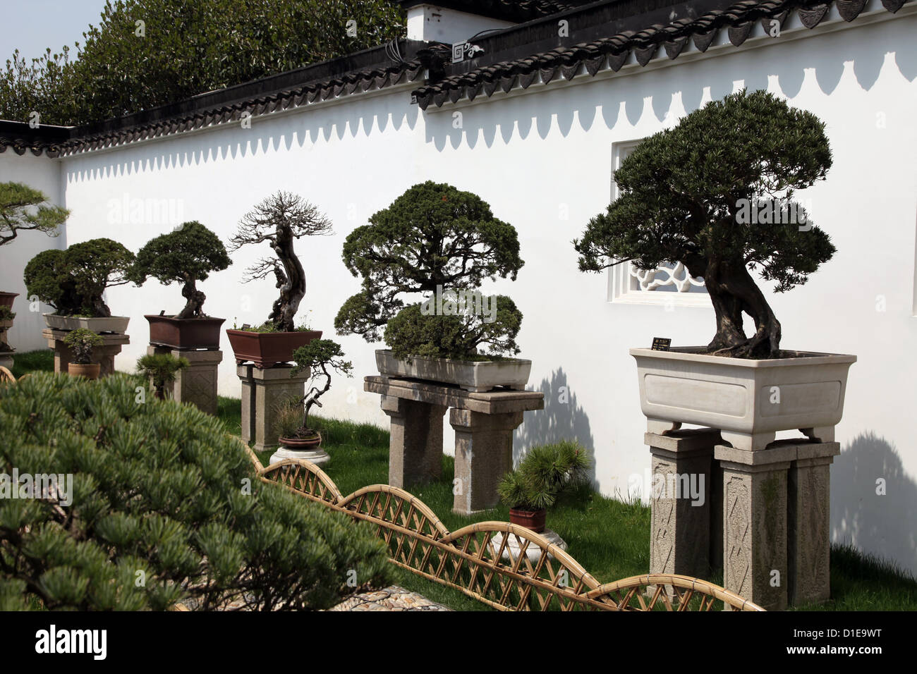 It's a photo of a Chinese typical ancient garden with banzai tree ...