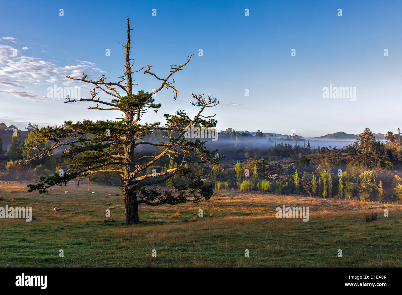 Matakohe hi-res stock photography and images - Alamy