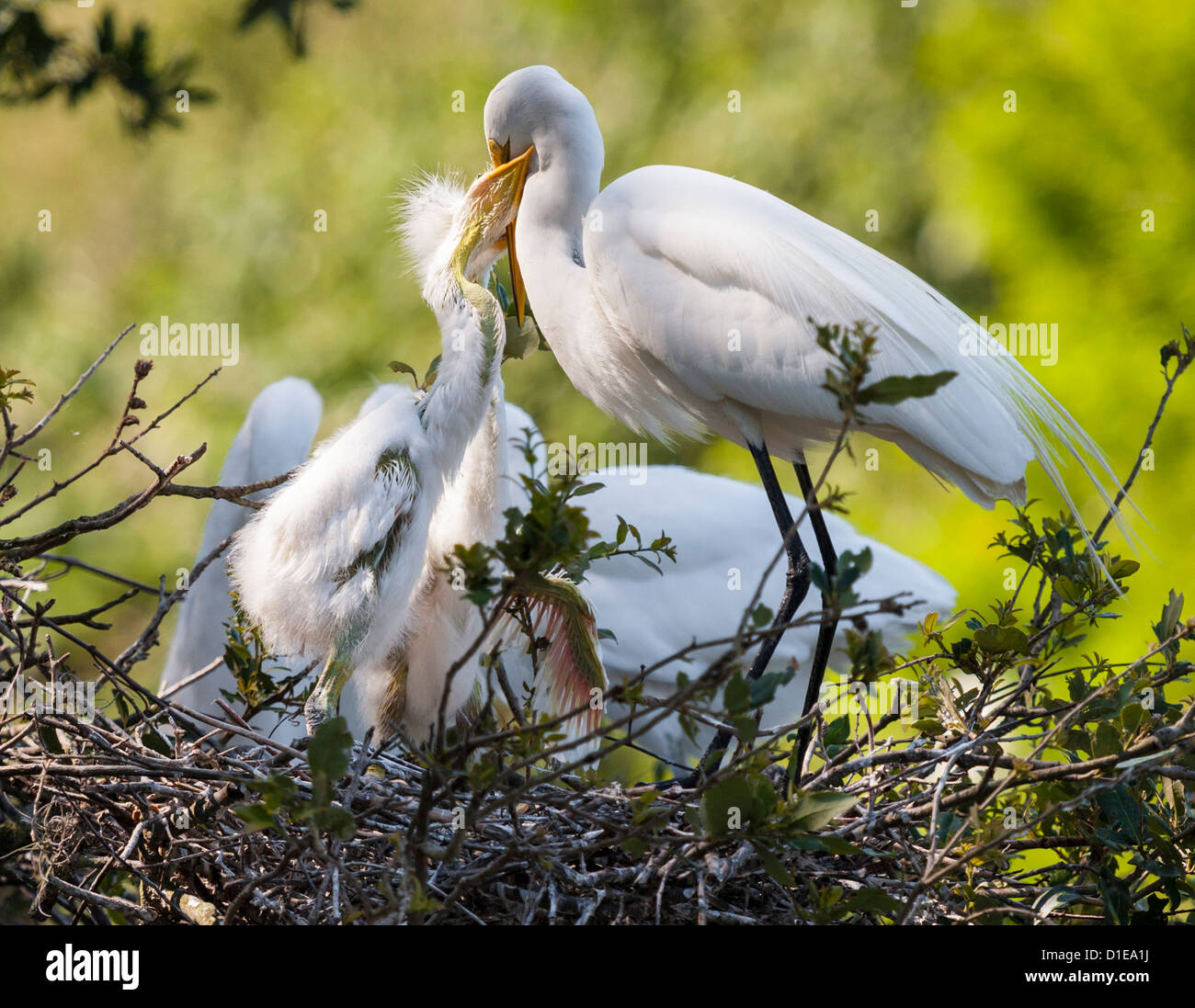 Alligator hatchlings hi-res stock photography and images - Alamy