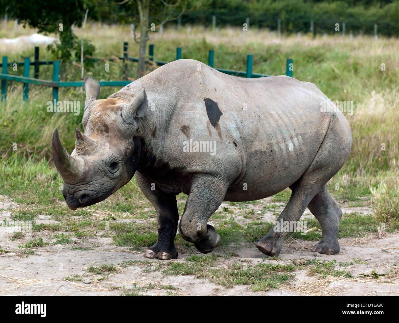 Image of a Black Rhino (Diceros bicornis) at Howletts Wild Animal Park ...