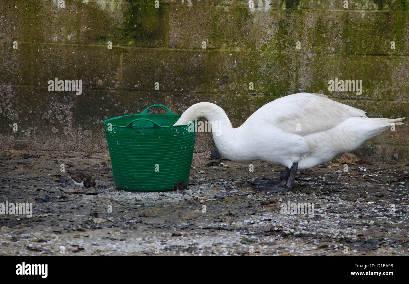Swan eating from a bucket Stock Photo - Alamy