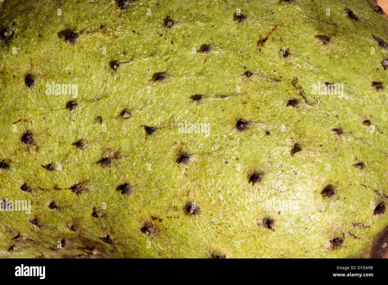 Grenada. Close-up of ripe Soursop fruit Stock Photo - Alamy