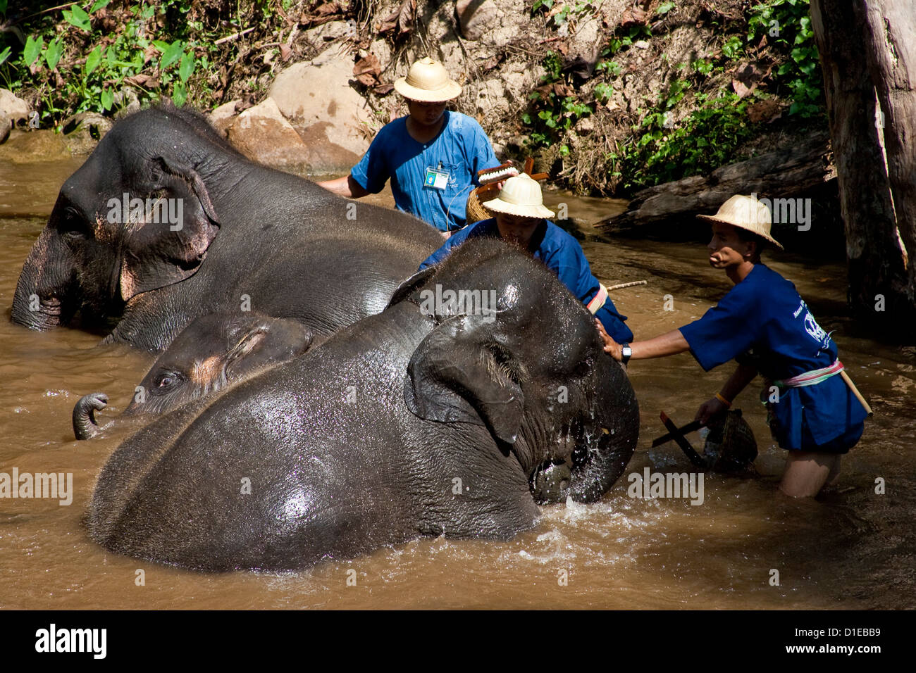 Elephants Being Washed In The River, Maesa Elephant Camp, Chiang Mai ...