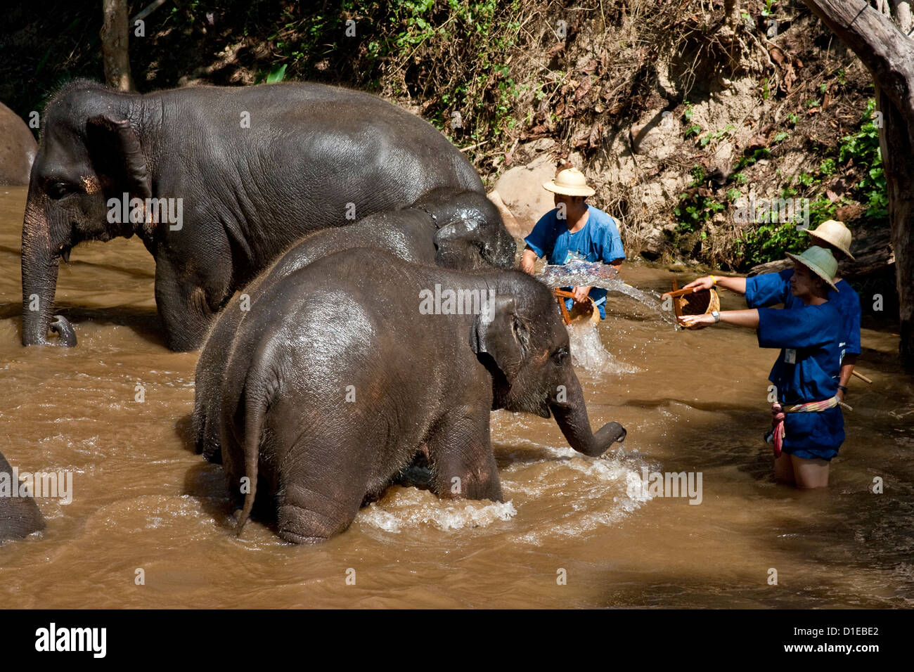 Elephants chiang mai washed hi-res stock photography and images - Alamy