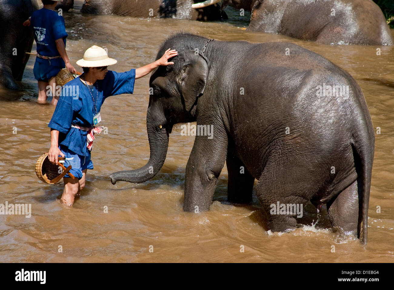 Elephants Being Washed In The River, Maesa Elephant Camp, Chiang Mai ...
