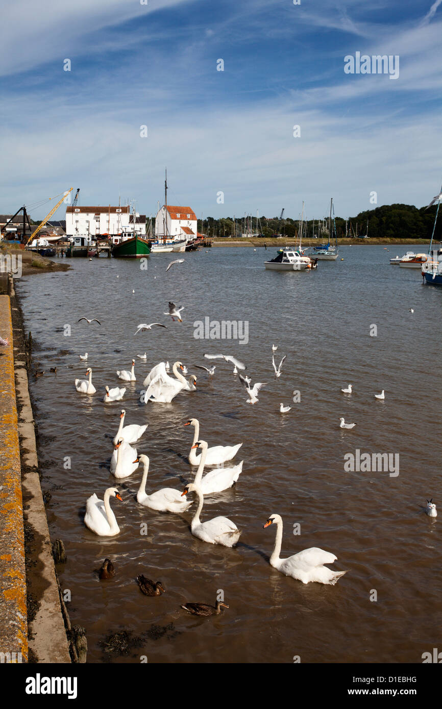 Swans and ducks on the River Deben at Woodbridge Riverside, Woodbridge ...