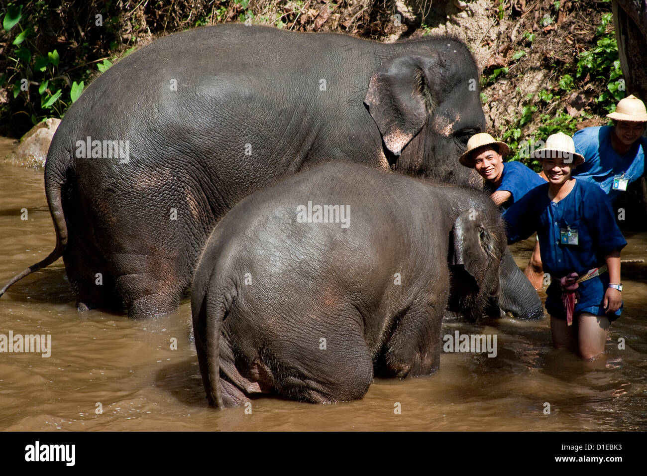 Elephant with keeper in thailand hi-res stock photography and images ...