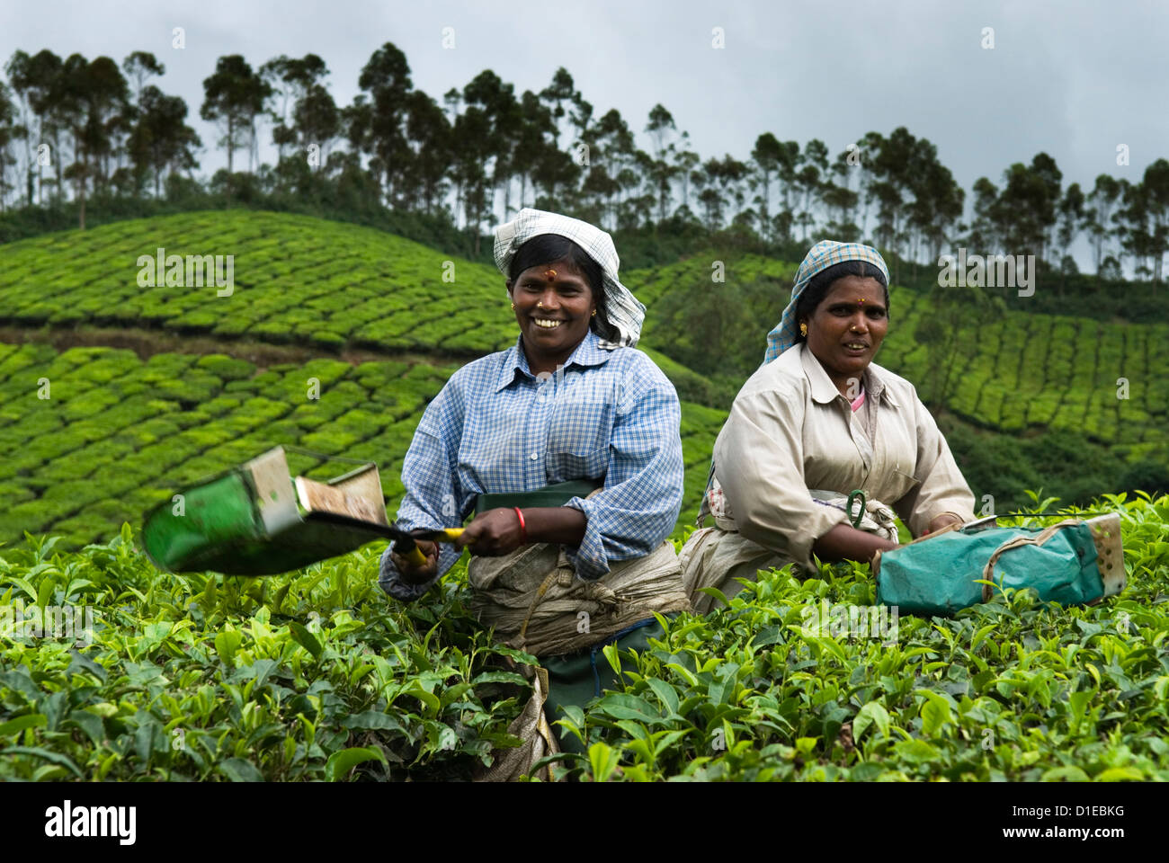 Tea pickers, near Munnar, Kerala, India, Asia Stock Photo - Alamy
