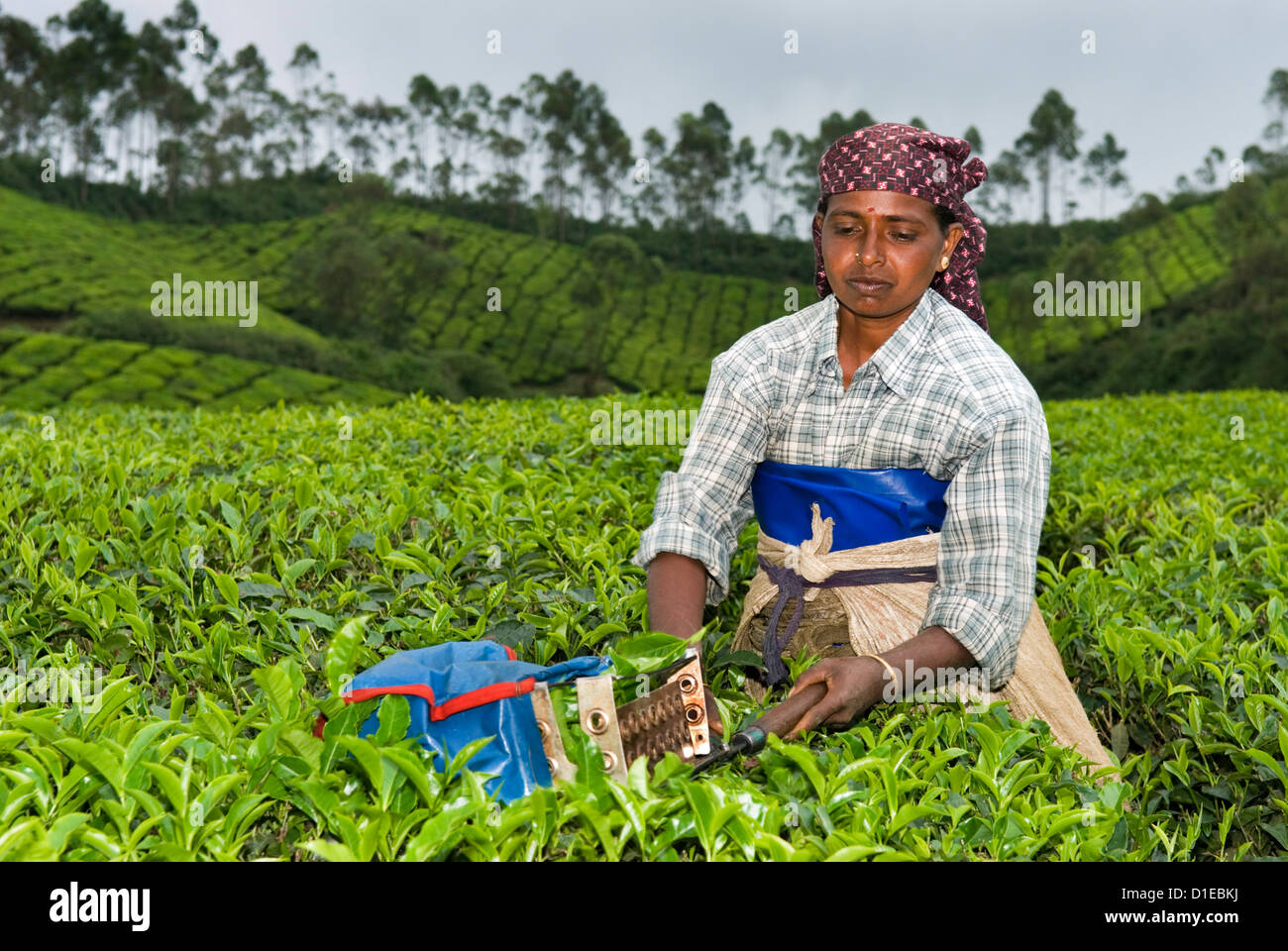 Tea picker, near Munnar, Kerala, India, Asia Stock Photo - Alamy