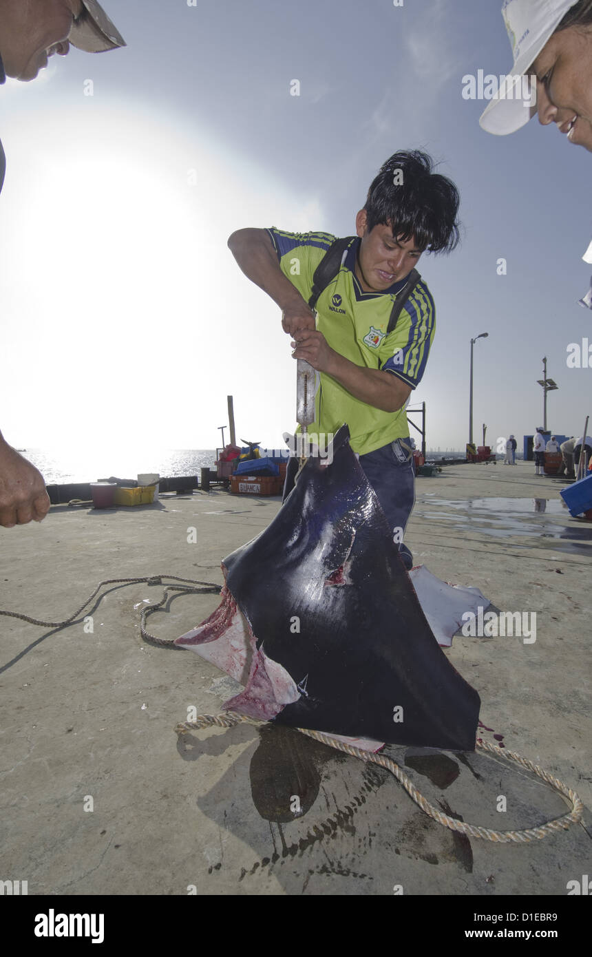 Peruvian mobula catch in the multi directed artesanal fishery in ...