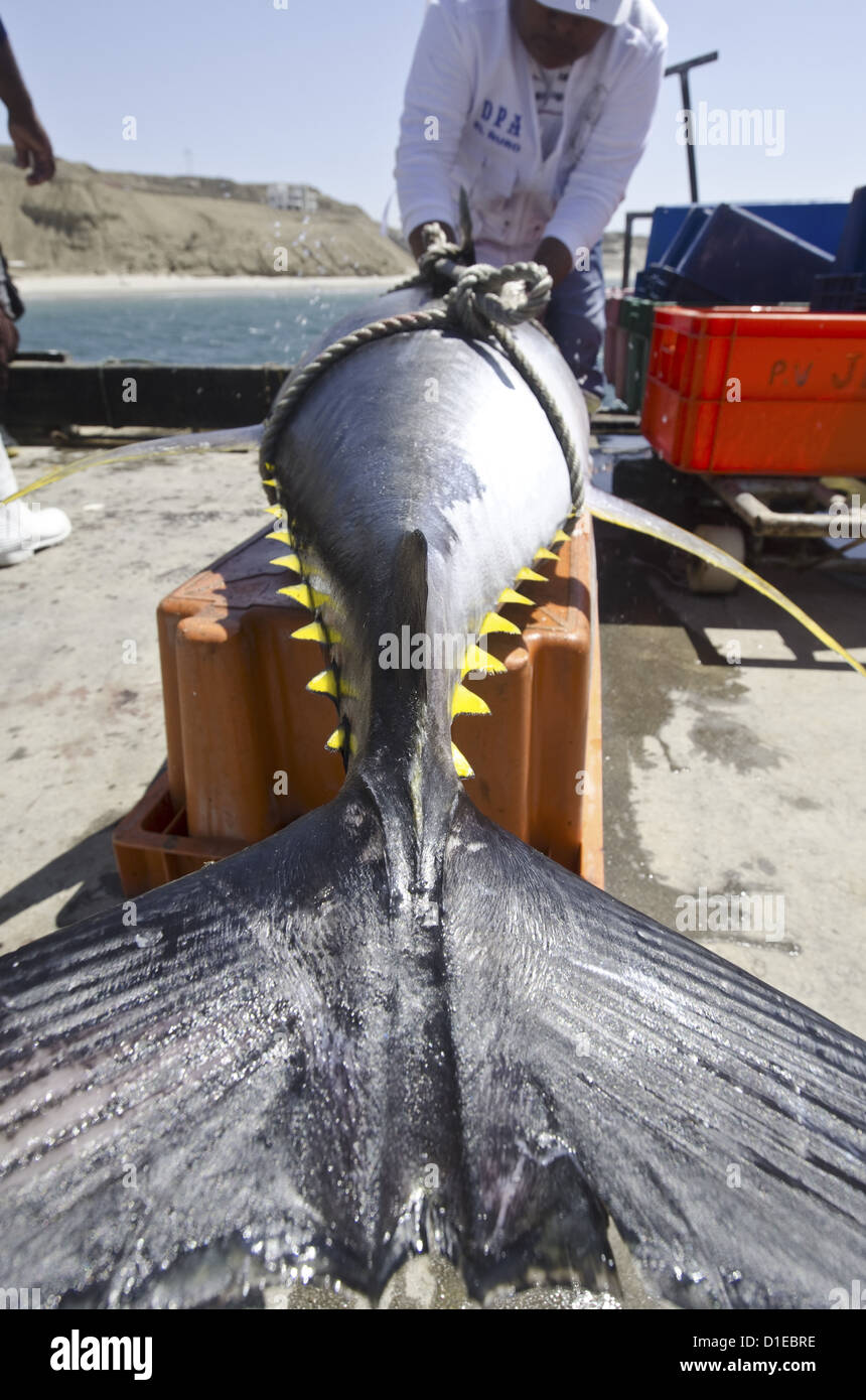 Yellowfin tuna hi-res stock photography and images - Alamy