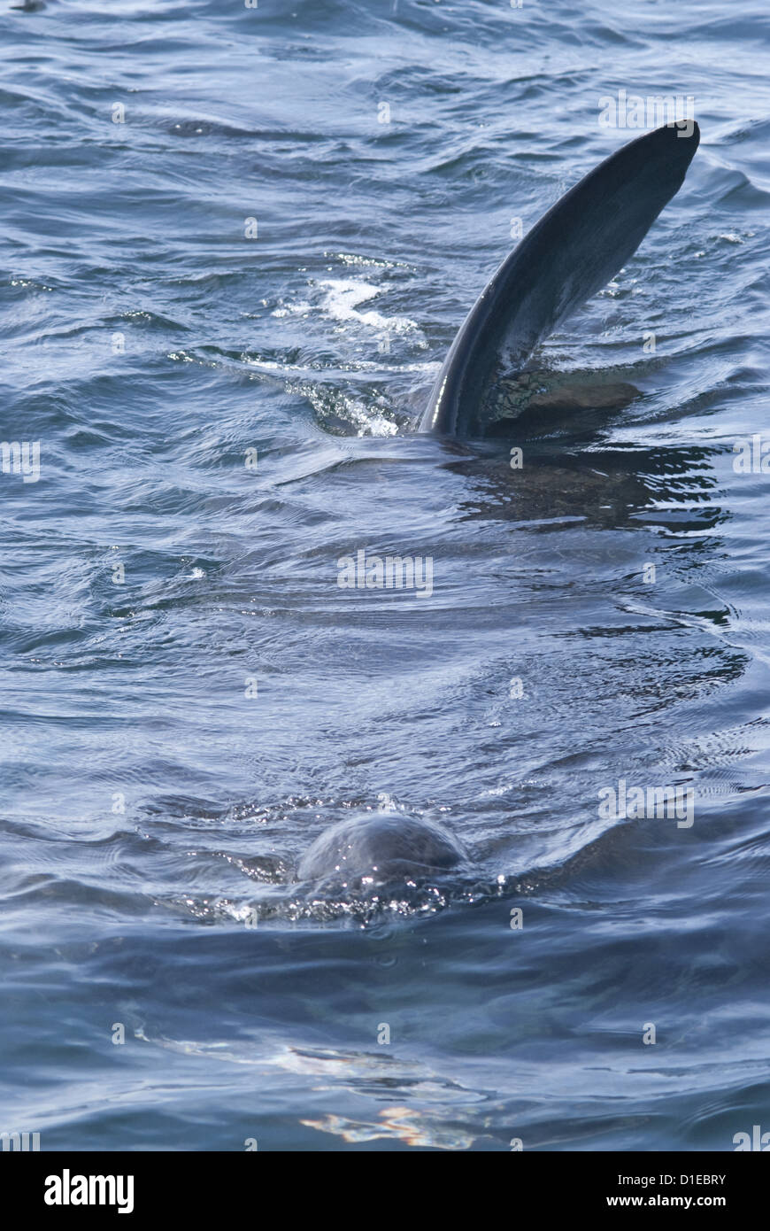 Dorsal Fins At The Surface Telltale Signs Of The Giant Basking Shark