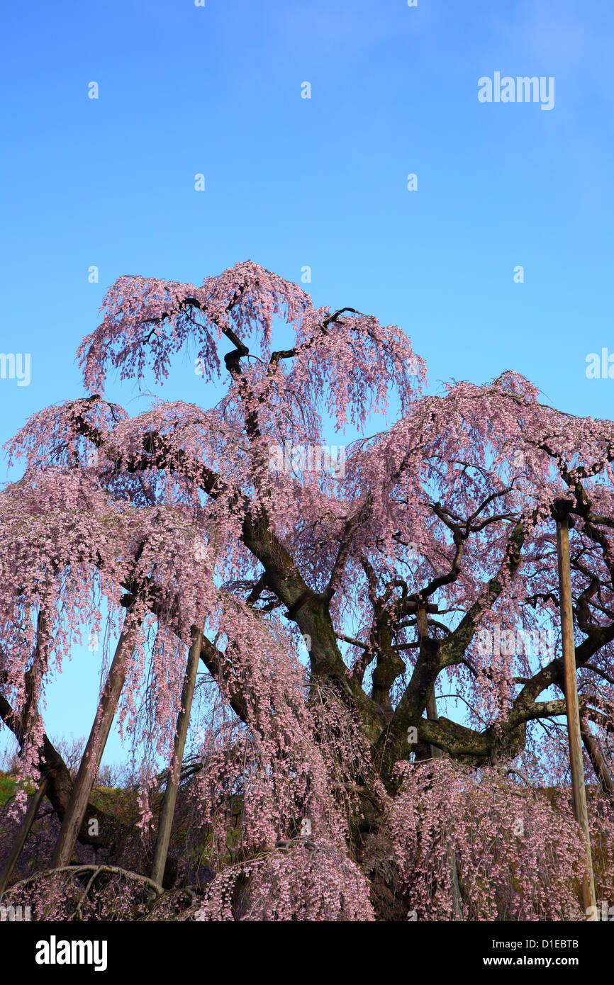 Cherry tree, Nema is MiharuTakizakura, Fukushima, Japan Stock Photo - Alamy