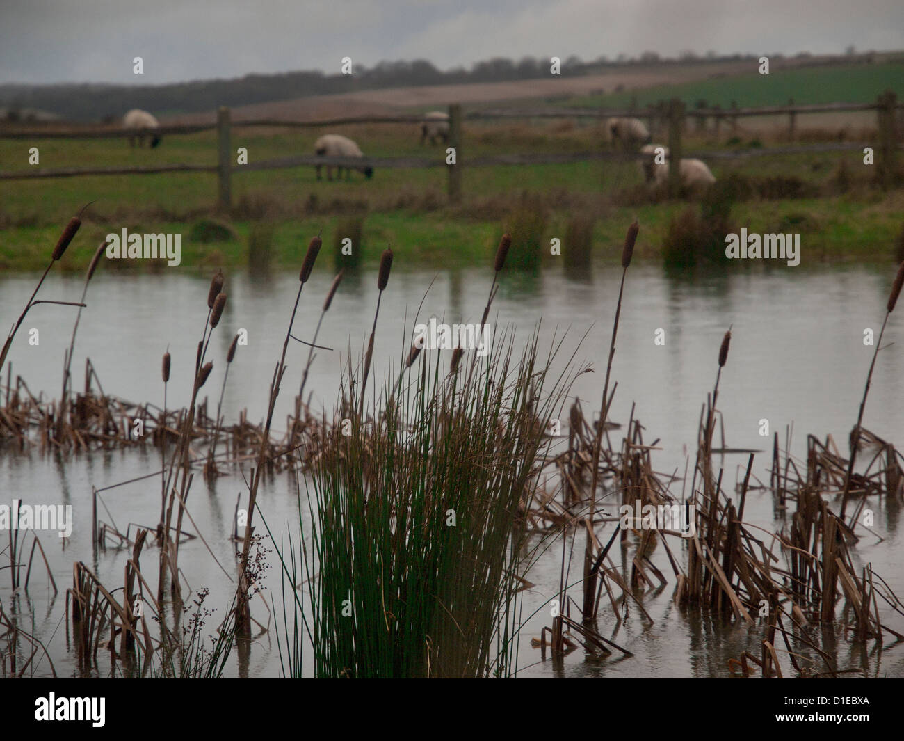 Bulrushes sussex hi-res stock photography and images - Alamy