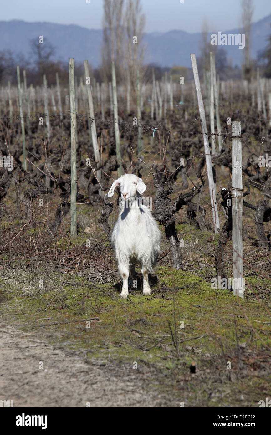 Goat grazes amongst the vines at Lapostolle's Clos Apalta Winery, Chile ...