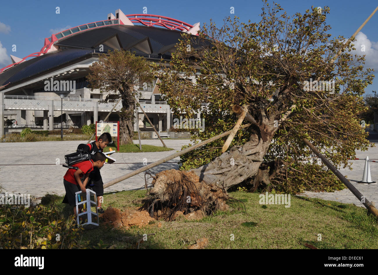 Naha (Okinawa, Japan), children watching a pull-up tree by a typhoon ...