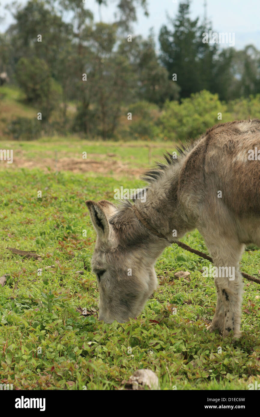 A gray donkey grazing in a farmers meadow in Cotacachi, Ecuador Stock ...