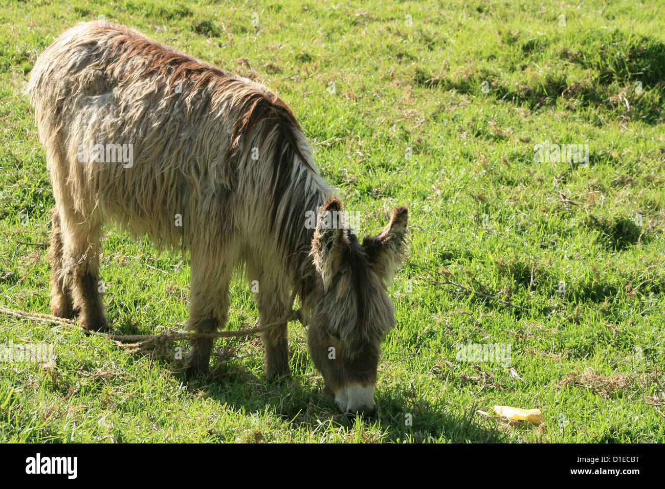 A long haired donkey grazing in a farmers pasture in Cotacachi, Ecuador ...