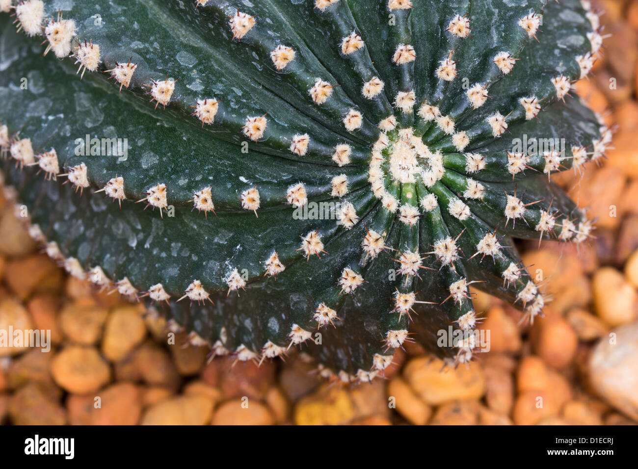 Closeup Cactus in Details and Patterns Stock Photo - Alamy