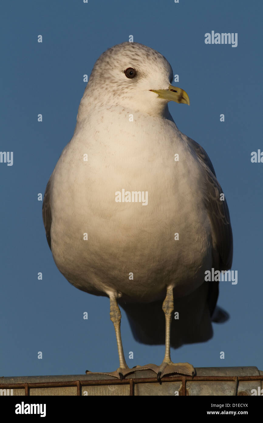Common gull uk hi-res stock photography and images - Alamy