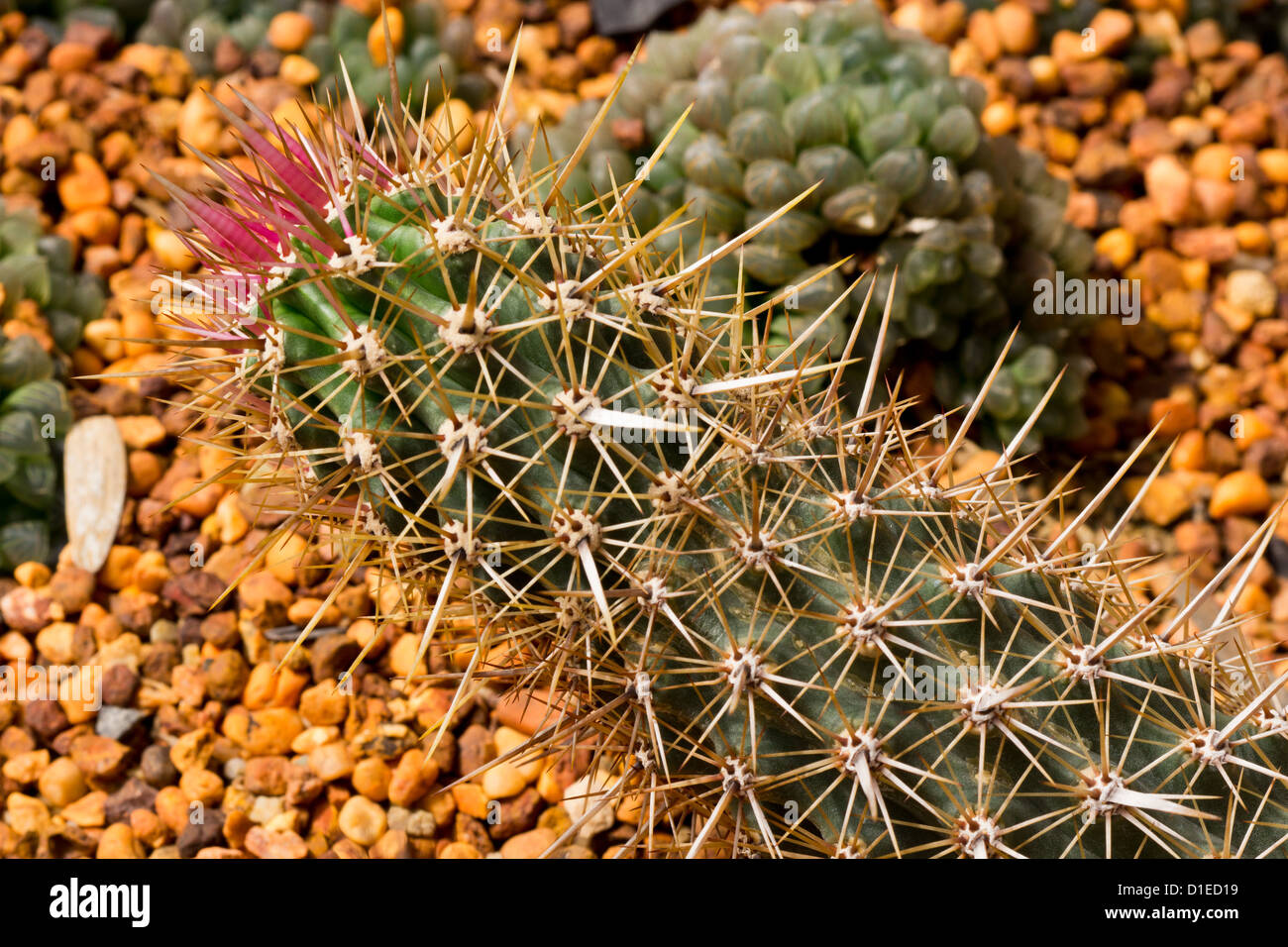 Closeup Cactus in Details and Patterns Stock Photo - Alamy