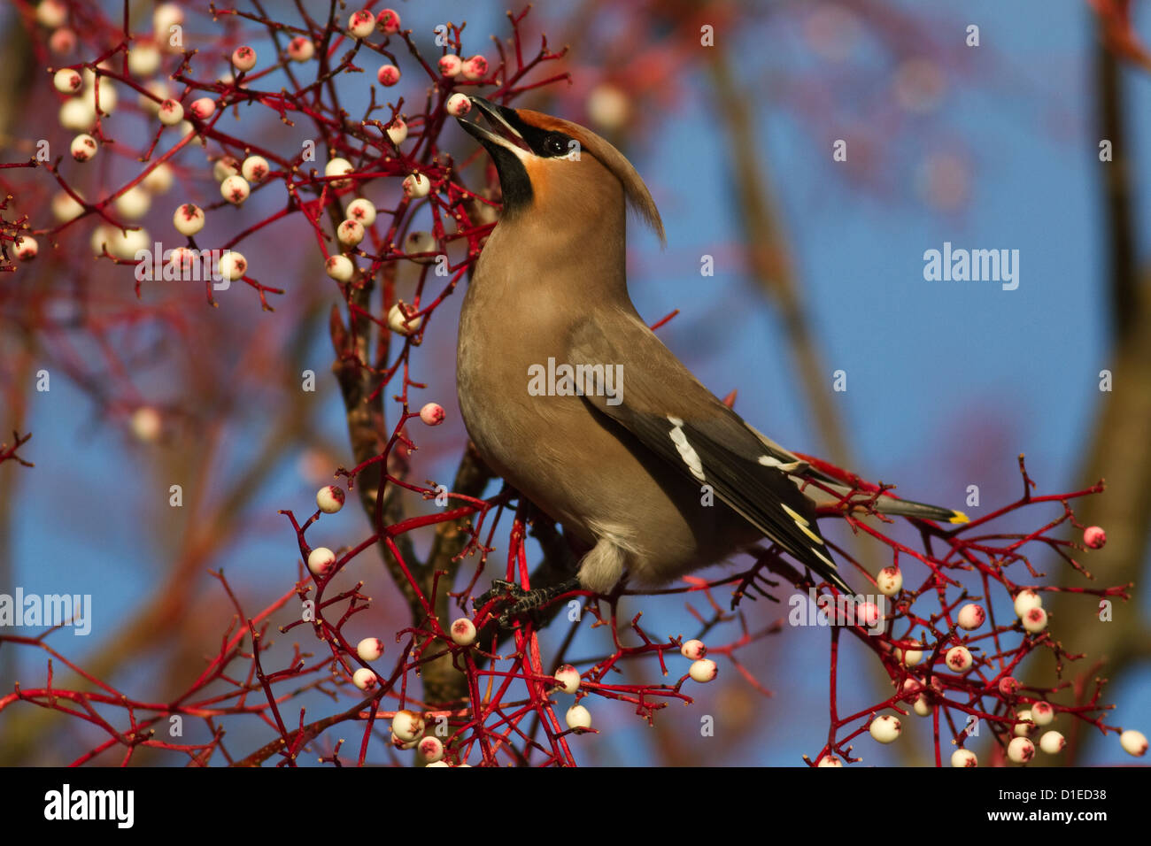 Waxwing uk hi-res stock photography and images - Alamy