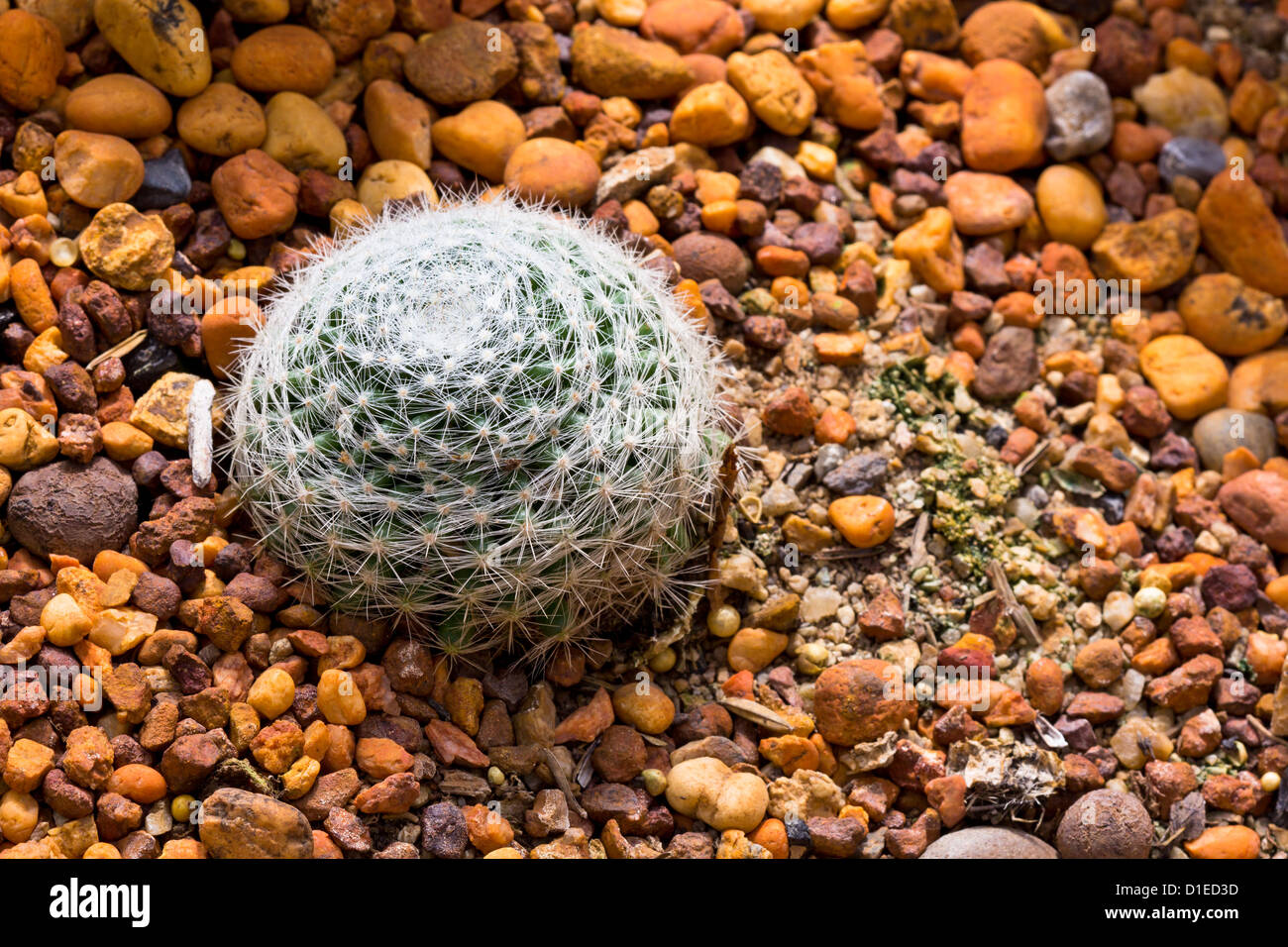 Sphere cactus hi-res stock photography and images - Alamy