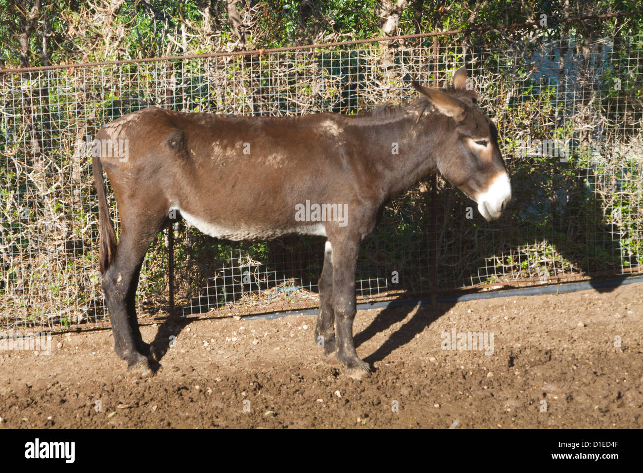 Donkey in majorca mallorca hi-res stock photography and images - Alamy