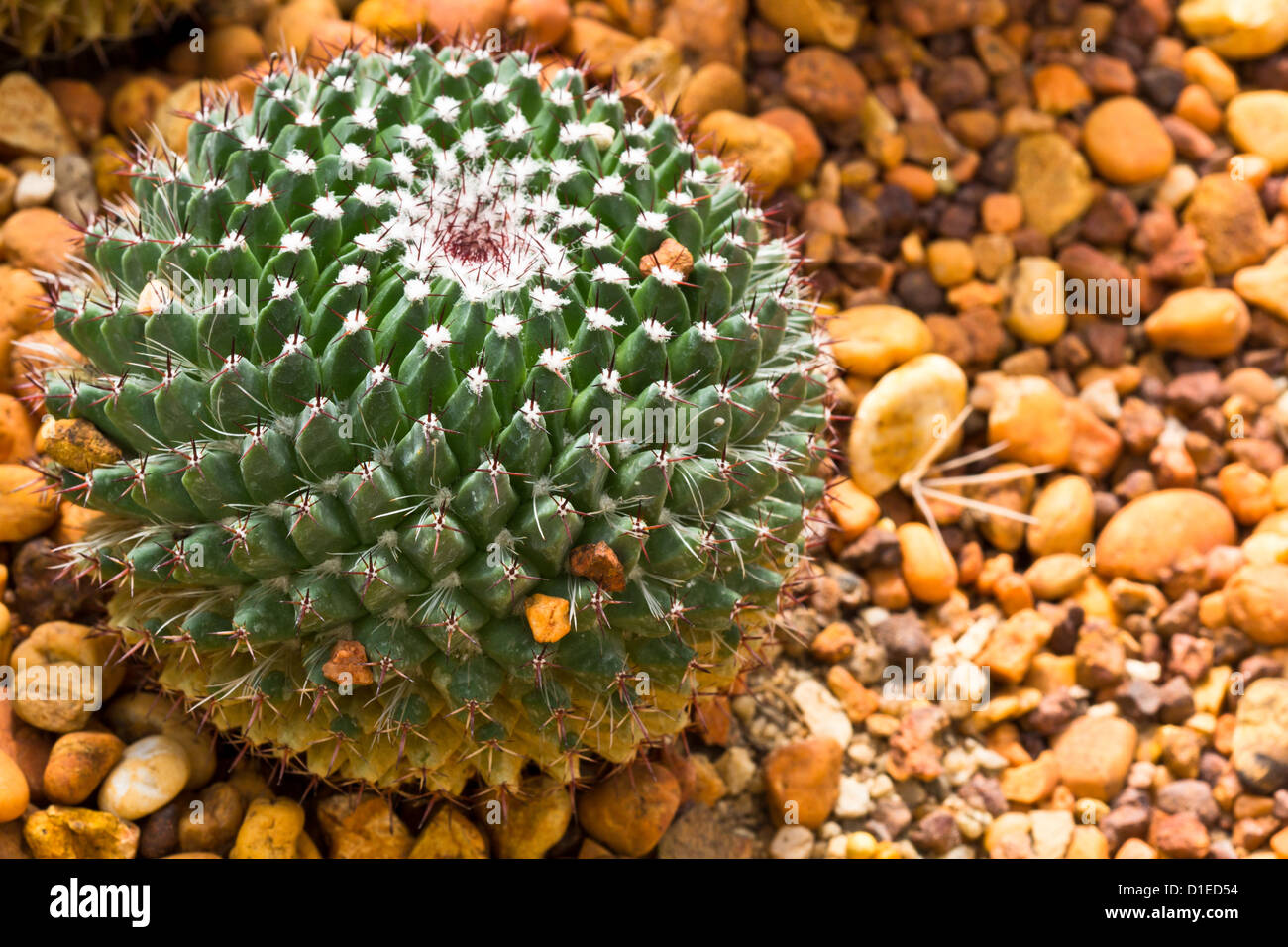 Ball Sphere Cactus on the Rocky Ground Stock Photo - Alamy