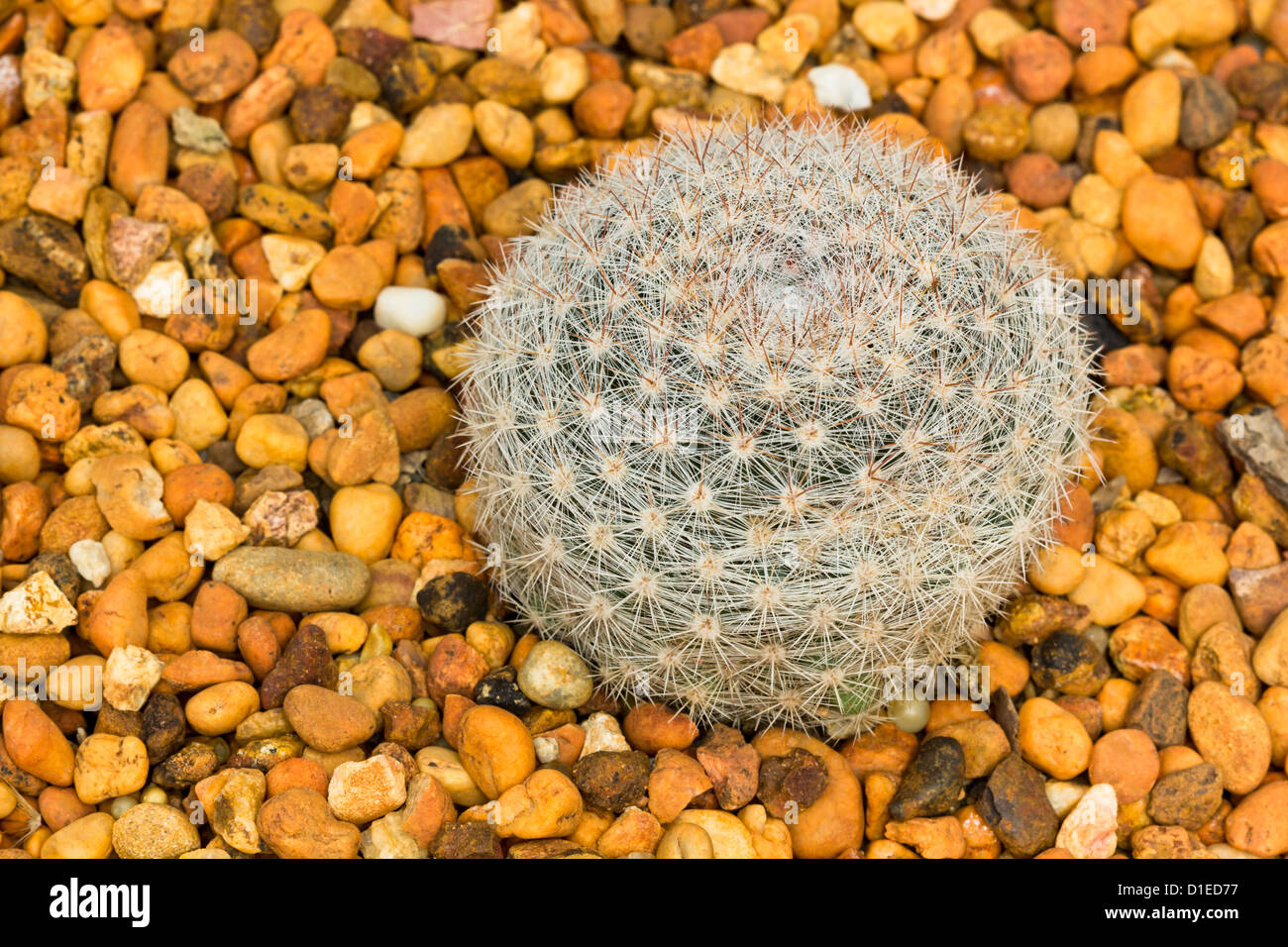 Sphere cactus hi-res stock photography and images - Alamy