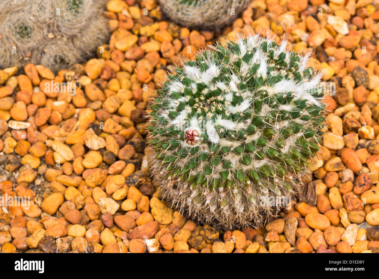 Closeup Cactus in Details and Patterns Stock Photo - Alamy