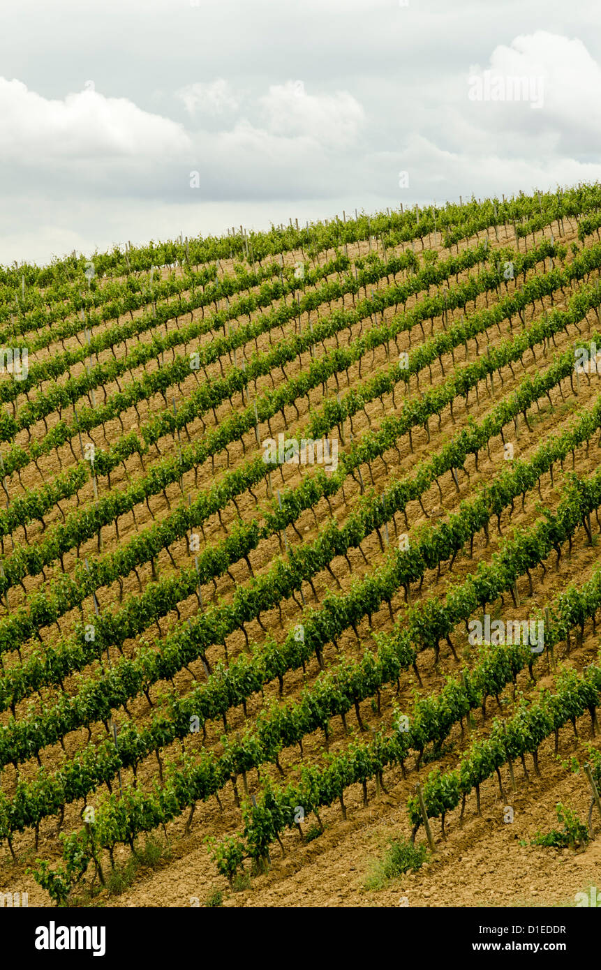 Laguardia vineyard. La Rioja. Rioja Alavesa. Araba. Basque Country ...