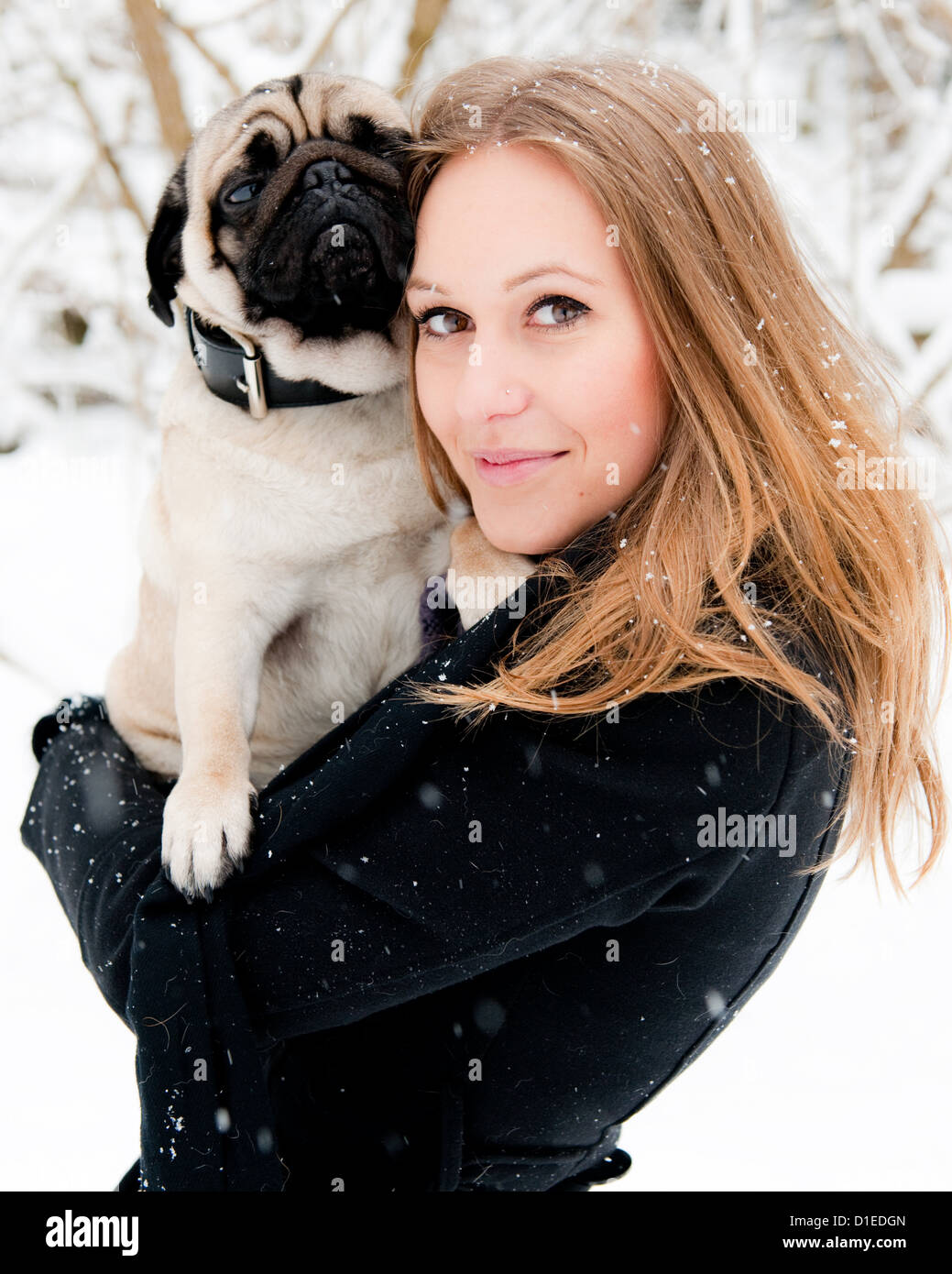 Young pug portrait hi-res stock photography and images - Alamy