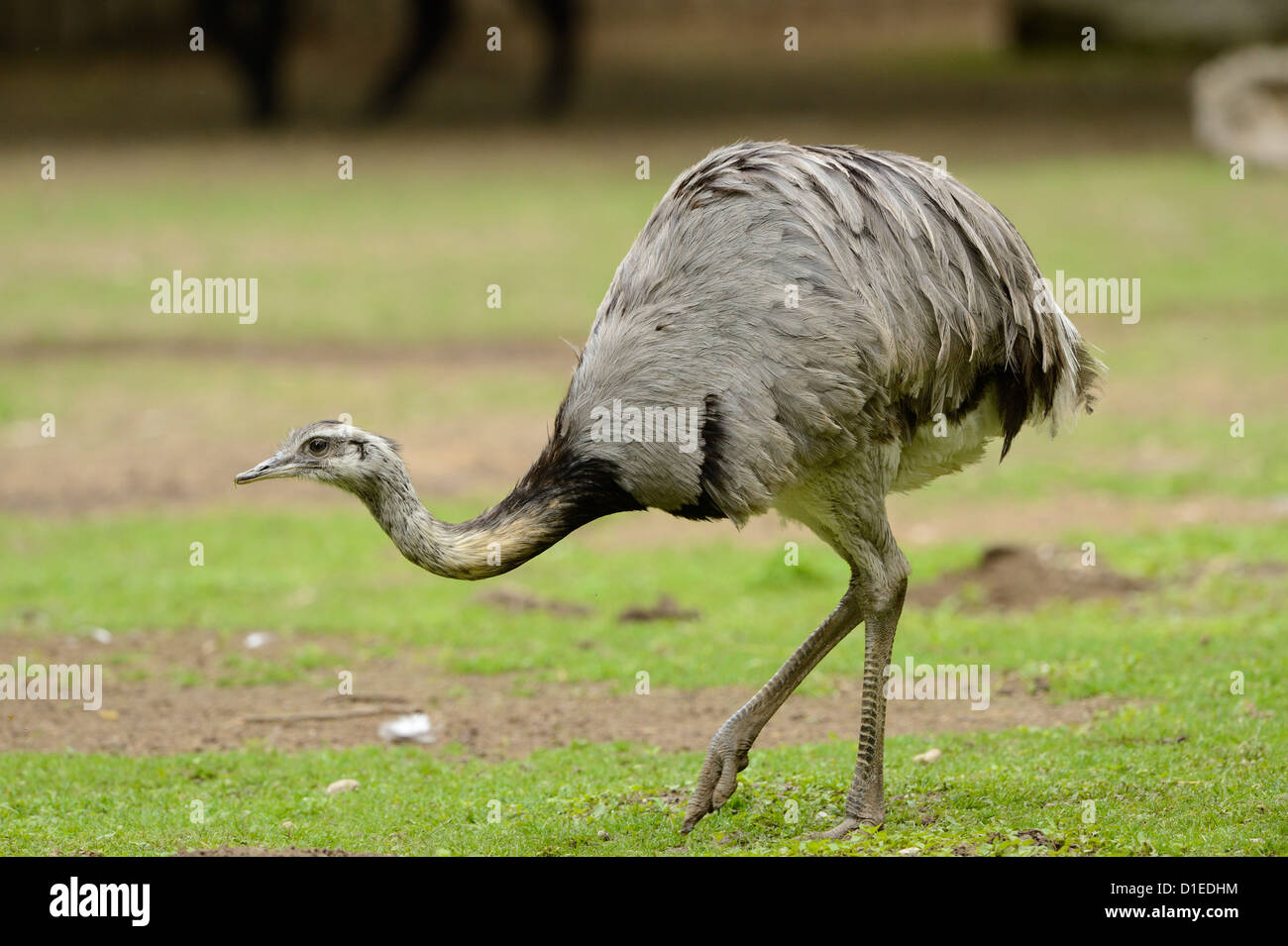 Nandu, Rhea americana, Zoo, Augsburg, Bavaria, Germany, Europe Stock ...