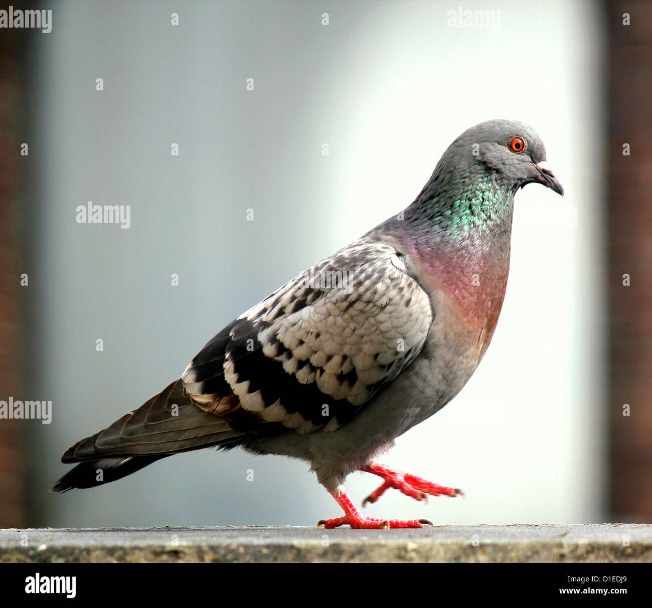 Detailed dove hi-res stock photography and images - Alamy