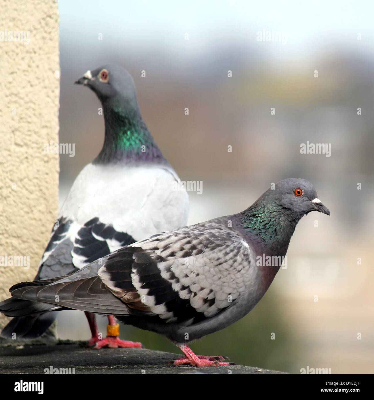 Pomba dove hi-res stock photography and images - Alamy