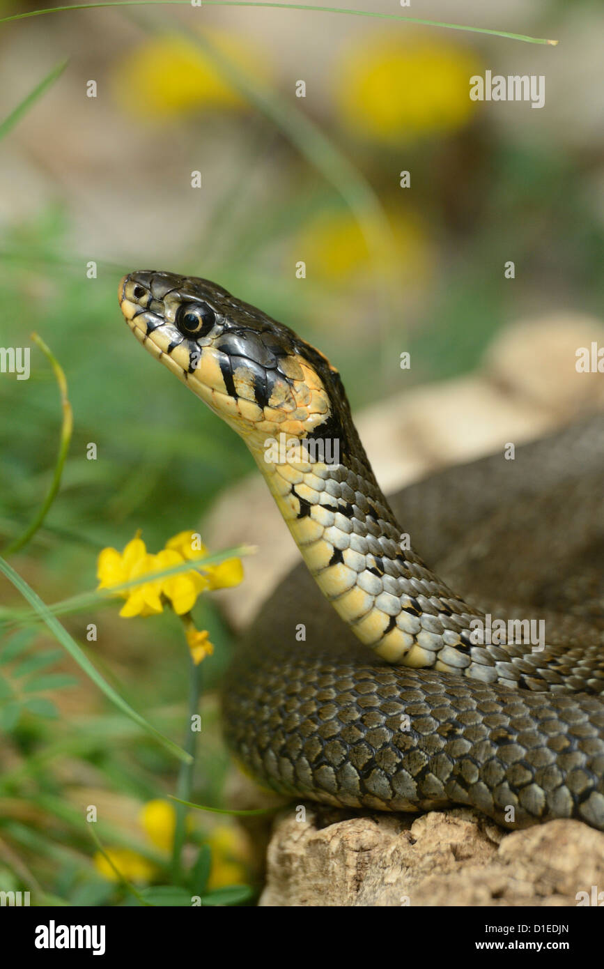 Grass snake germany natrix natrix hi-res stock photography and images ...