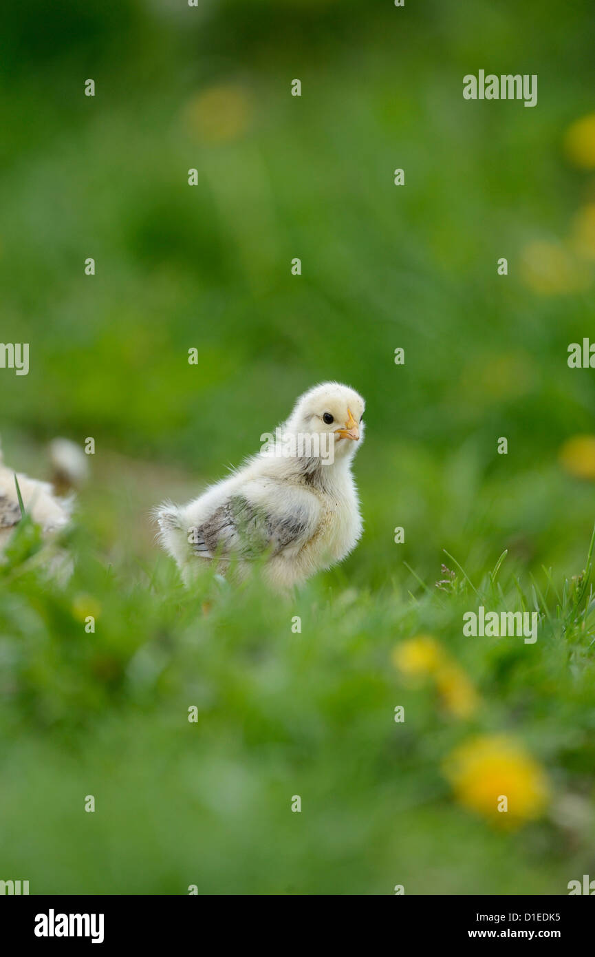Chicken, Gallus gallus domesticus Stock Photo - Alamy