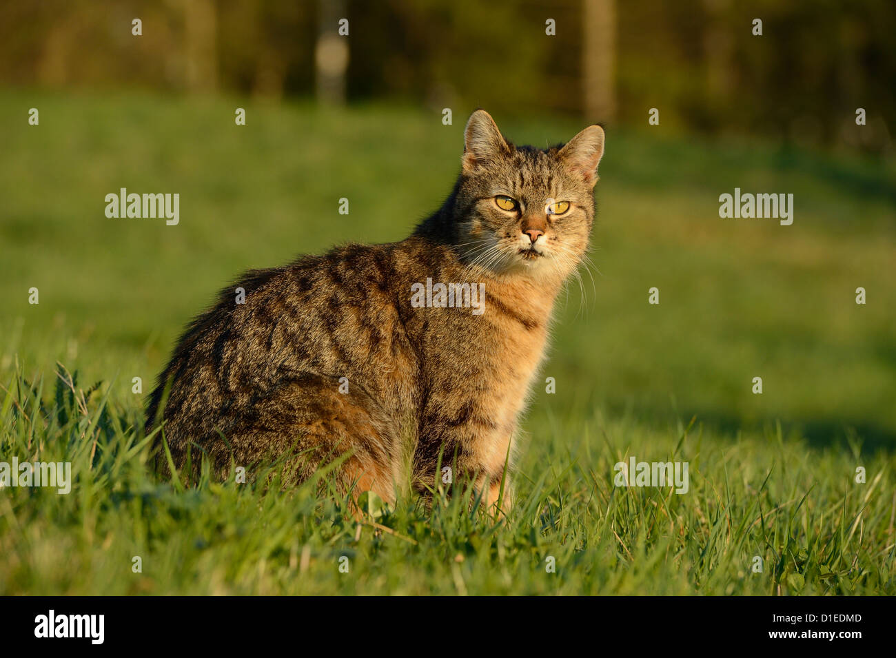 Cat, Felis silvestris catus Stock Photo - Alamy