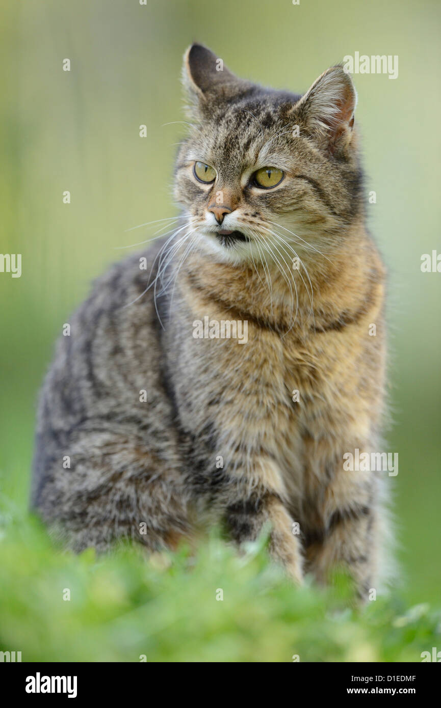 Cat, Felis silvestris catus Stock Photo - Alamy