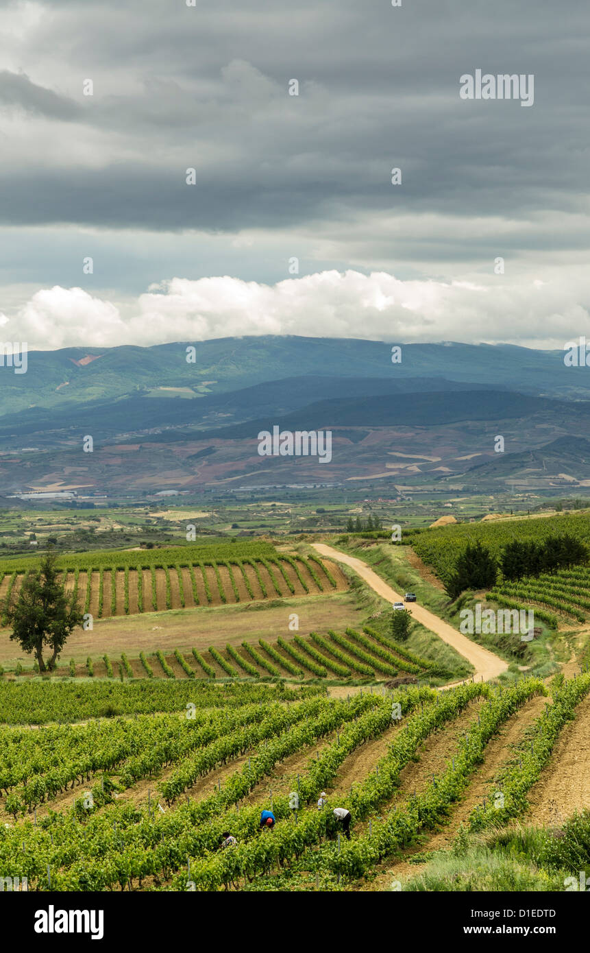 Laguardia vineyard. La Rioja. Rioja Alavesa. Araba. Basque Country ...