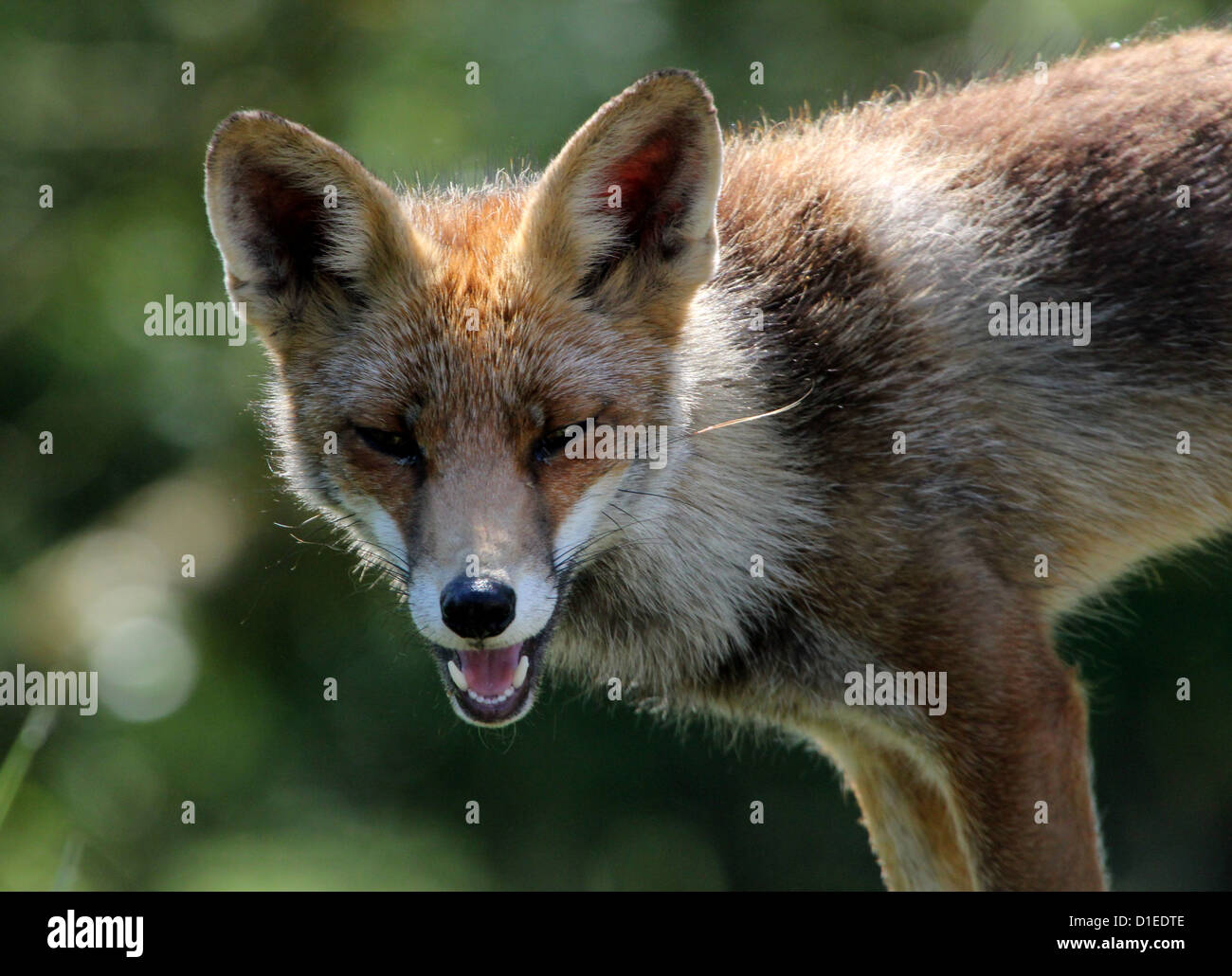Wild European red fox (vulpes vulpes) in natural setting and impressive ...