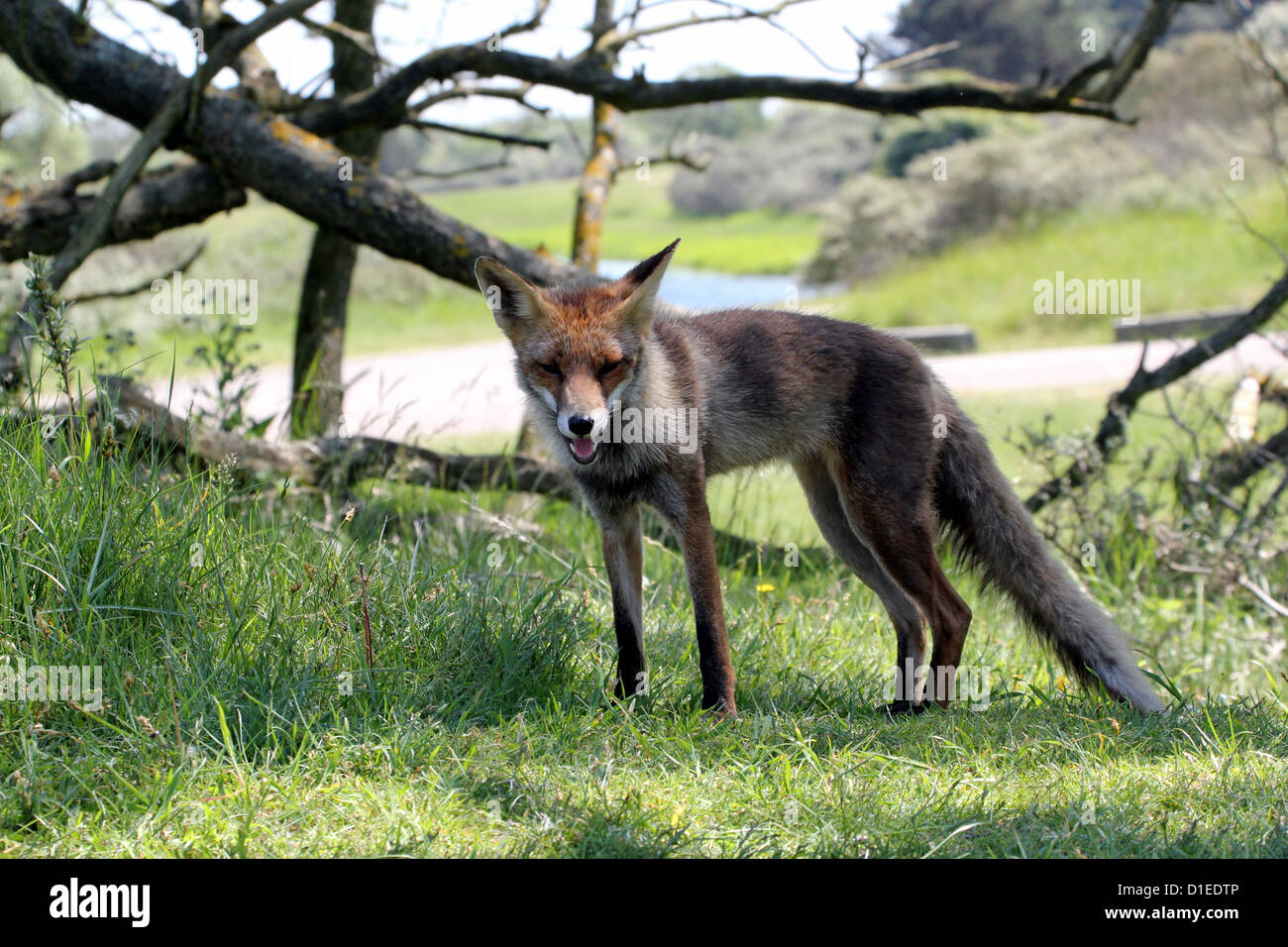 Wild European red fox (vulpes vulpes) in natural setting and impressive ...
