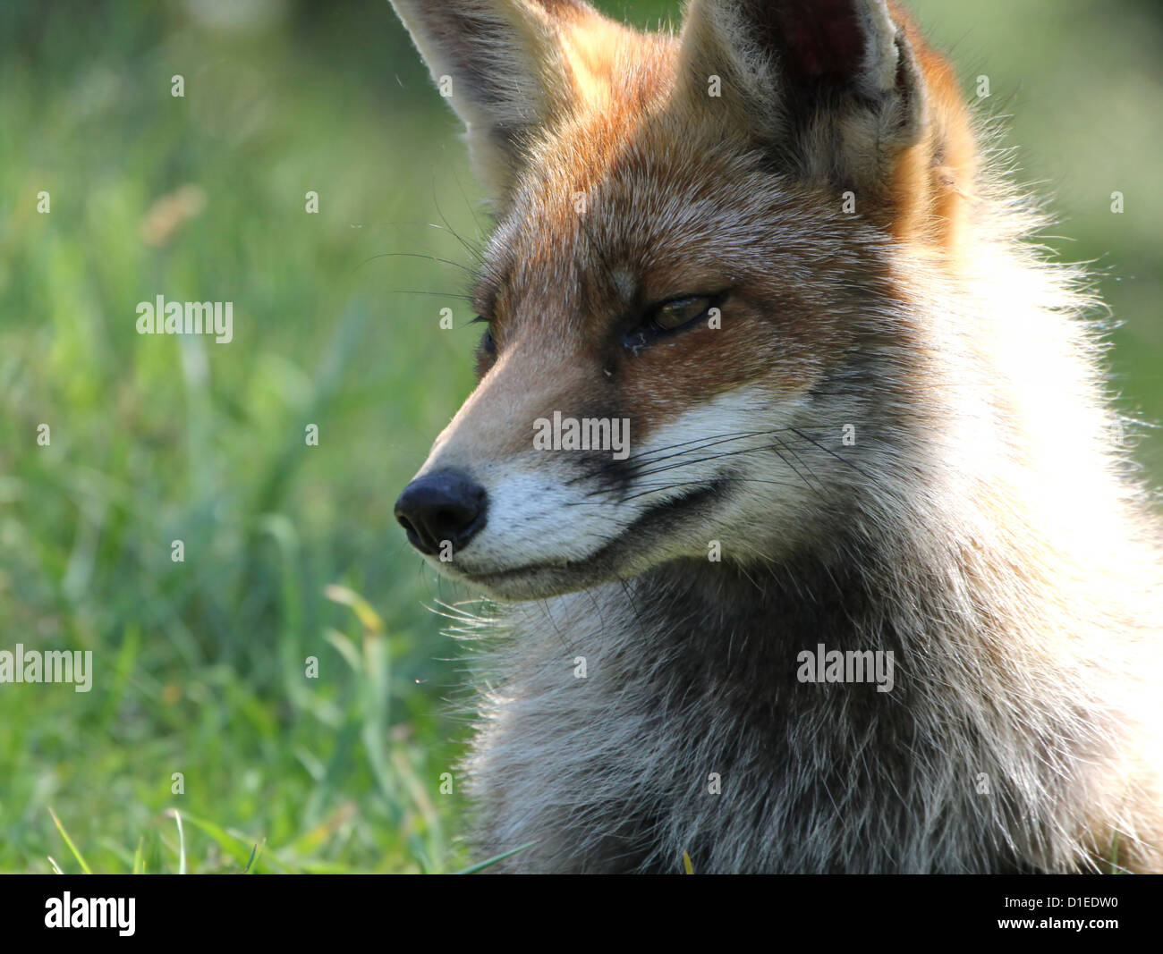 Wild European red fox (vulpes vulpes) in natural setting and impressive ...