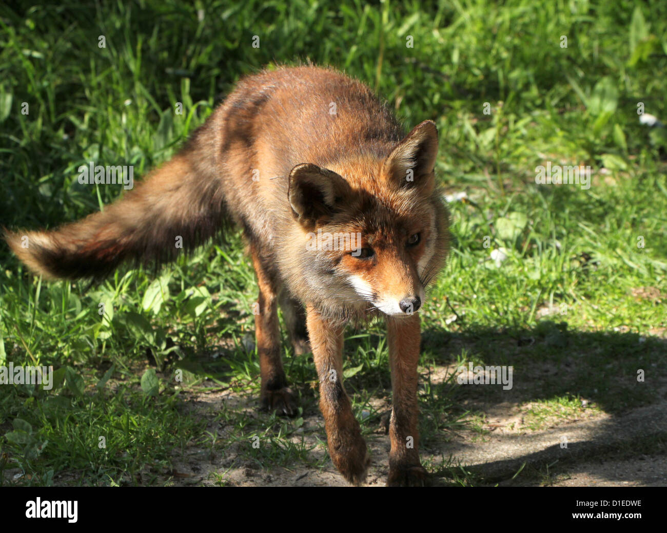 Wild European red fox (vulpes vulpes) in natural setting and impressive ...