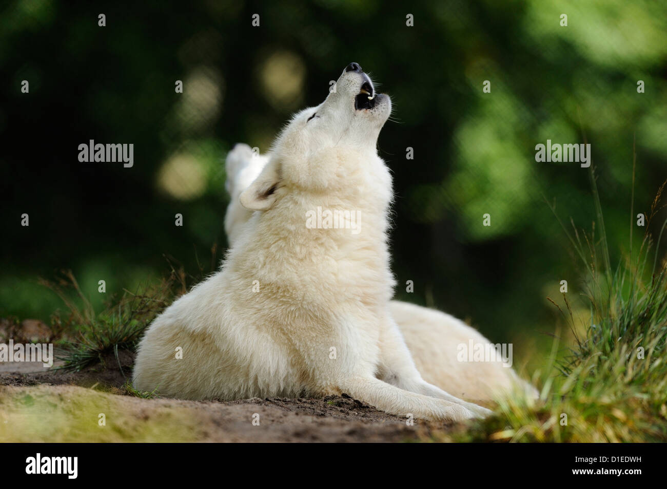 Arctic wolf, Canis lupus arctos, Wildpark alte Fasanerie, Hanau, Hesse ...