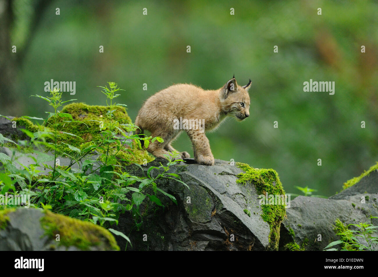 Wildpark Alte Fasanerie Hanau High Resolution Stock Photography and ...