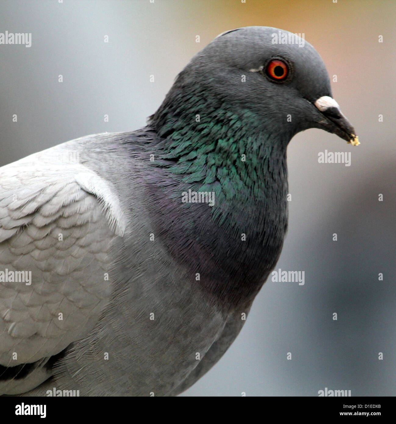 Pigeon Head Front View